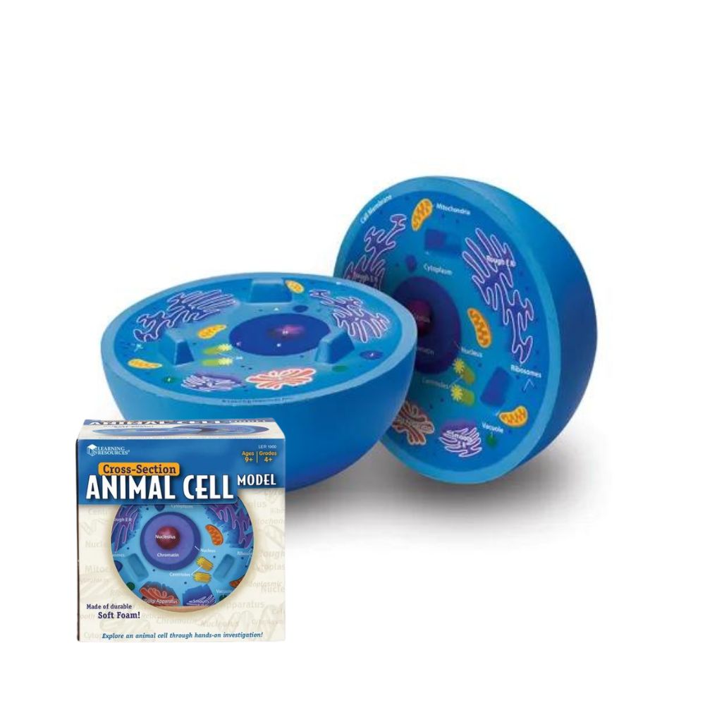 Modelo De Célula Animal Con Etiquetas
